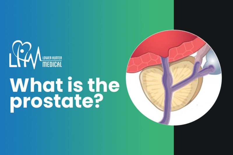What is the prostate? - Lower Hunter Medical | Living Healthy Matters